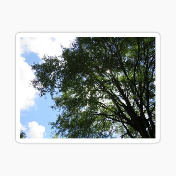 "Looking Up" Sticker for Sale by SecondsSunshine | Redbubble