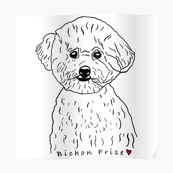 "Bichon Frise line drawing " Poster for Sale by DesignedByEmma1 | Redbubble