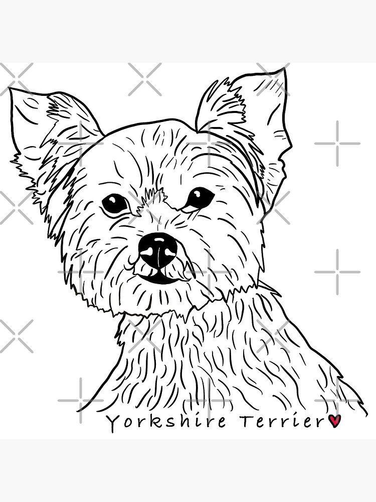 "Yorkshire Terrier line drawing" Poster for Sale by DesignedByEmma1 ...