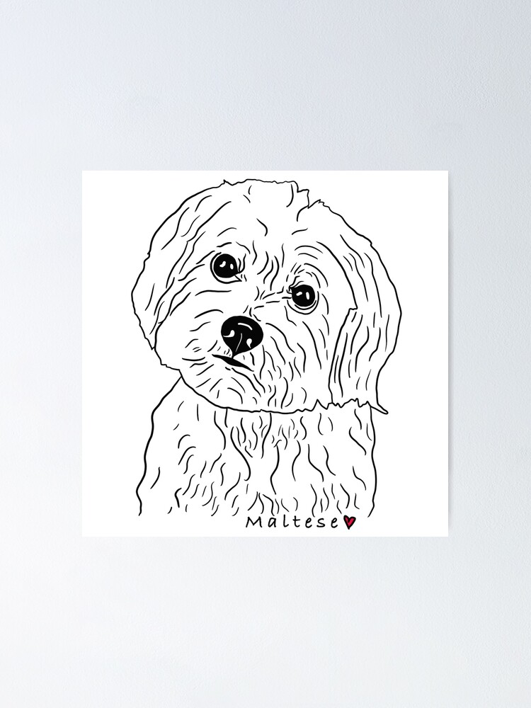 "Maltese line drawing" Poster by DesignedByEmma1 | Redbubble