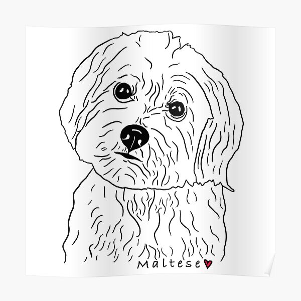 "Maltese line drawing" Poster by DesignedByEmma1 | Redbubble