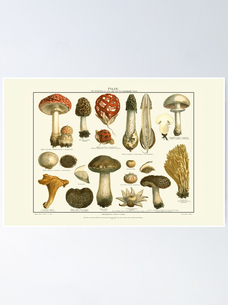 "Vintage Botanical Drawing - Fungi" Poster for Sale by jhbdesigns ...