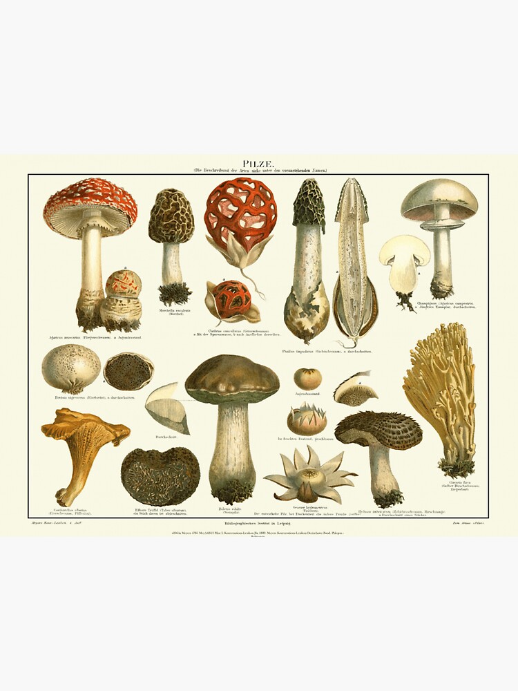 "Vintage Botanical Drawing - Fungi" Sticker for Sale by jhbdesigns ...