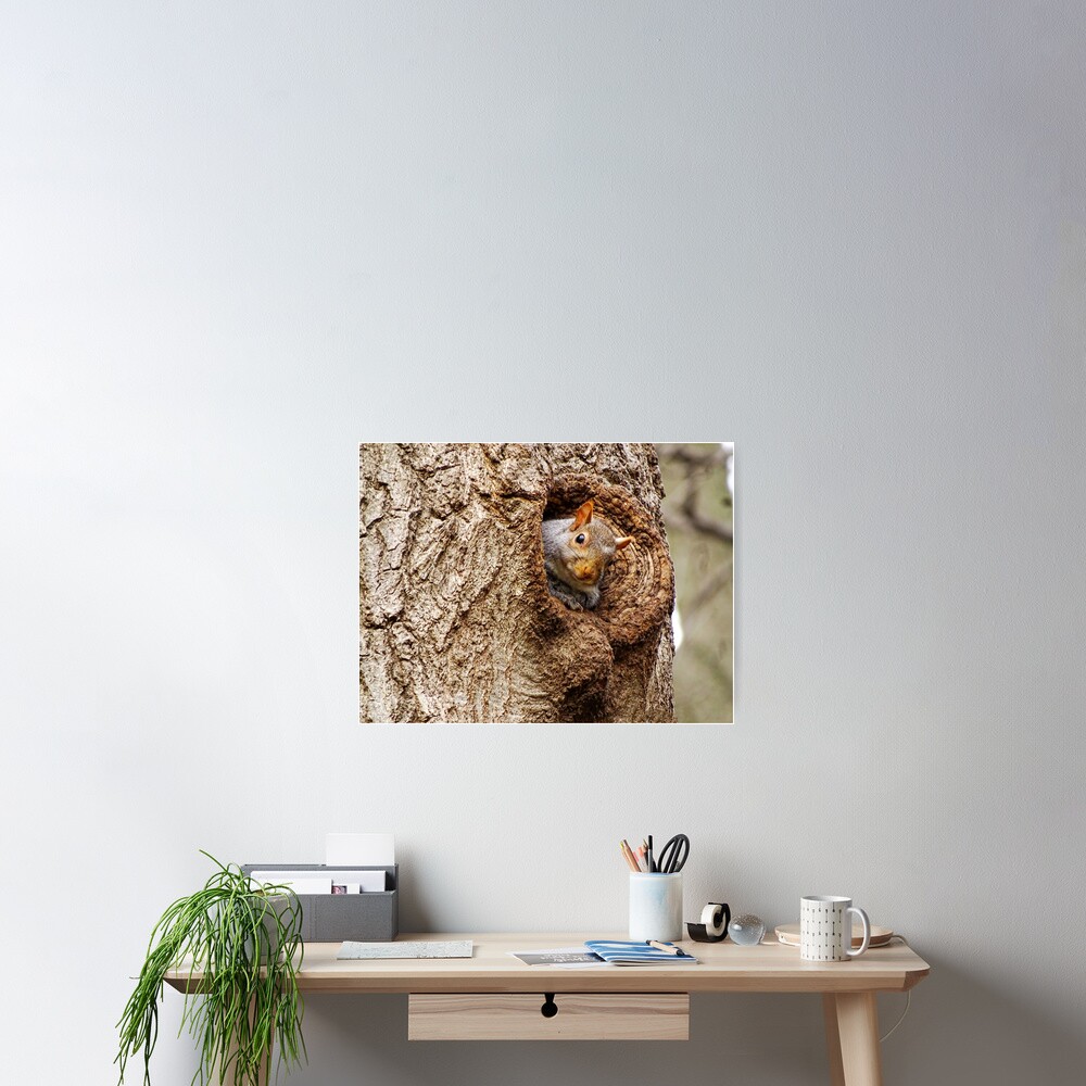 "Cute Squirrel #0004" Poster for Sale by MrTequila | Redbubble