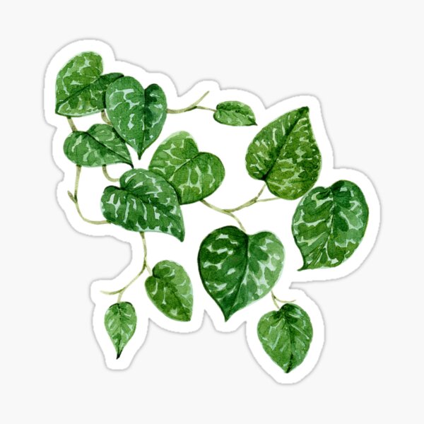 "Scindapsus plant/ pothos manjula" Sticker for Sale by PetitMartin ...