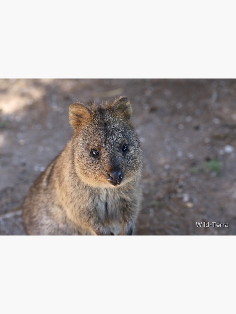 "Happy Quokka " Sticker for Sale by Wild-Terra | Redbubble