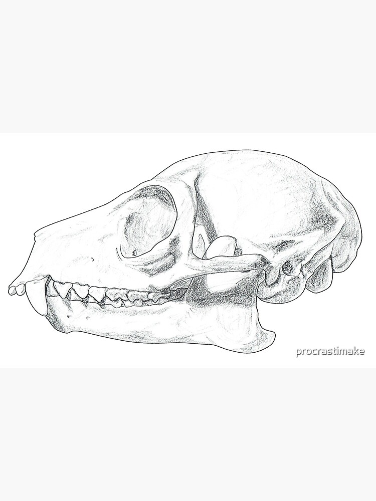 "Ring-tailed Lemur (Lemur catta) skull" Art Print by procrastimake ...