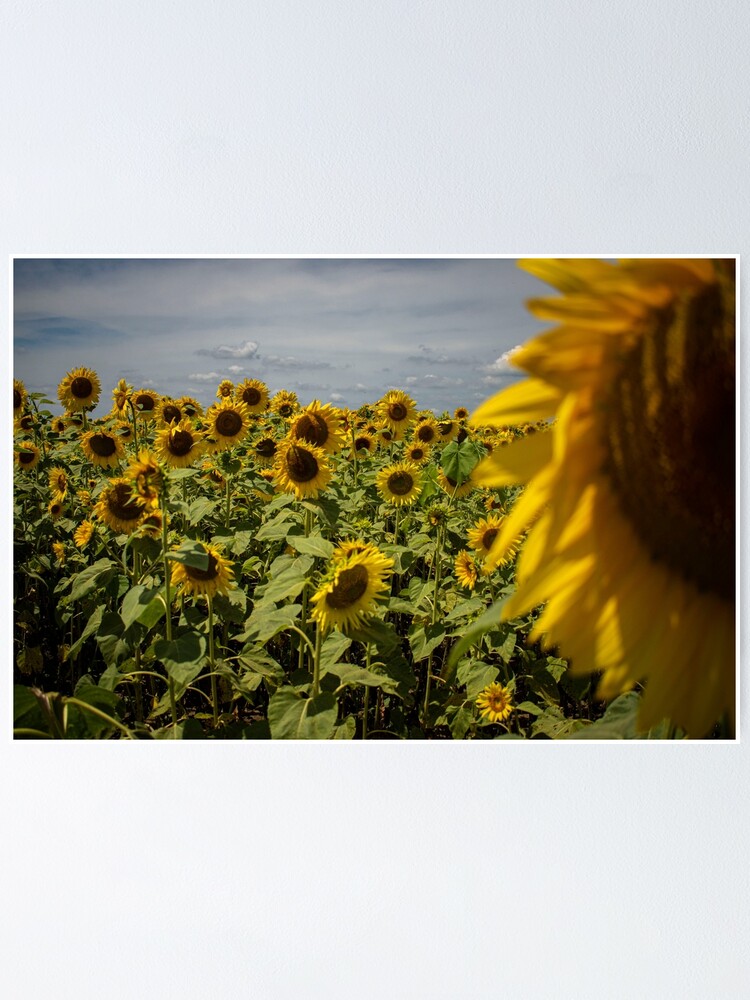 "Sunflowers" Poster for Sale by NatalieWags | Redbubble