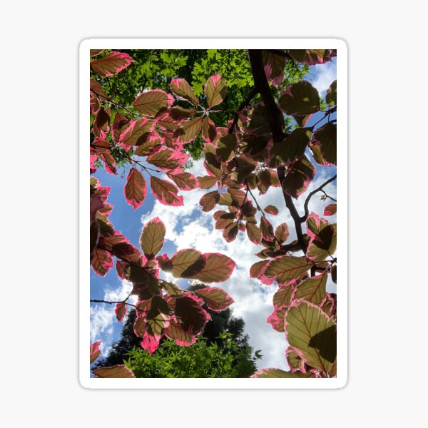 "Remember to look up" Sticker for Sale by Sammi-Design | Redbubble