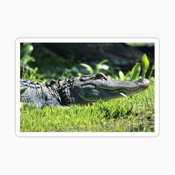 "Alligator Grin" Sticker for Sale by RScaptor | Redbubble