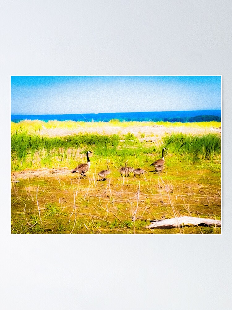 "Geese" Poster for Sale by HartsteinNature | Redbubble