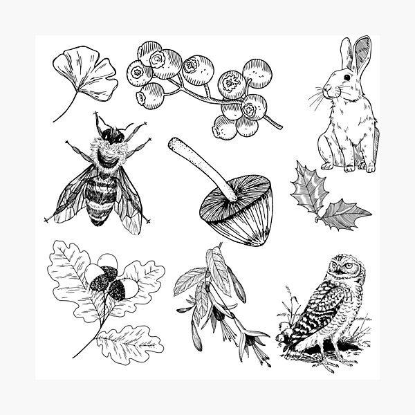 Lámina fotográfica «Ilustración científica Flora y Fauna» de ...