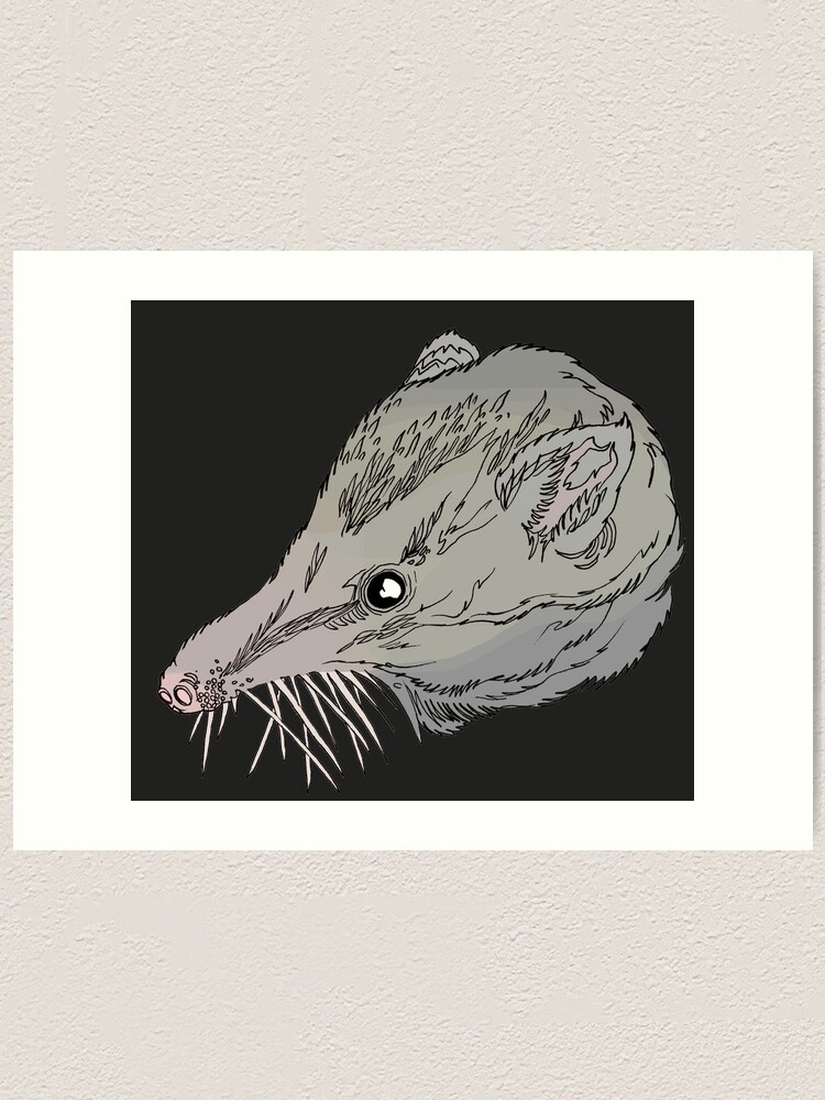 "National Animal of Sao Tome and Principe: Shrew" Art Print for Sale by ...
