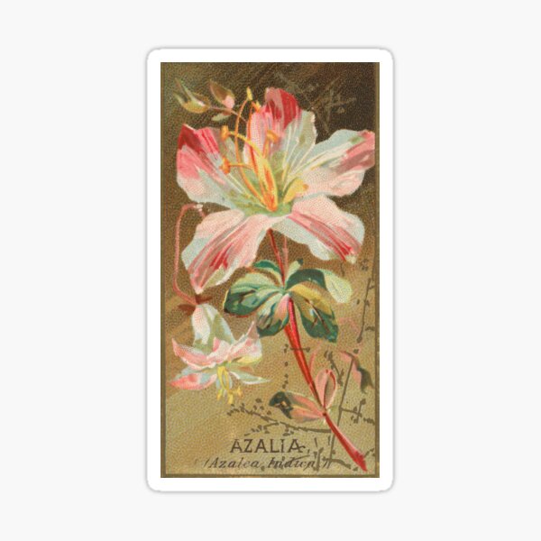 "Azalia (Azalea Indica) 1890 Lithograph" Sticker for Sale by KevinsFlow ...