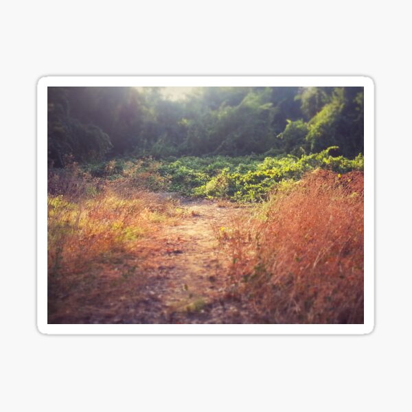 "Forest Path" Sticker for Sale by Twazzock | Redbubble