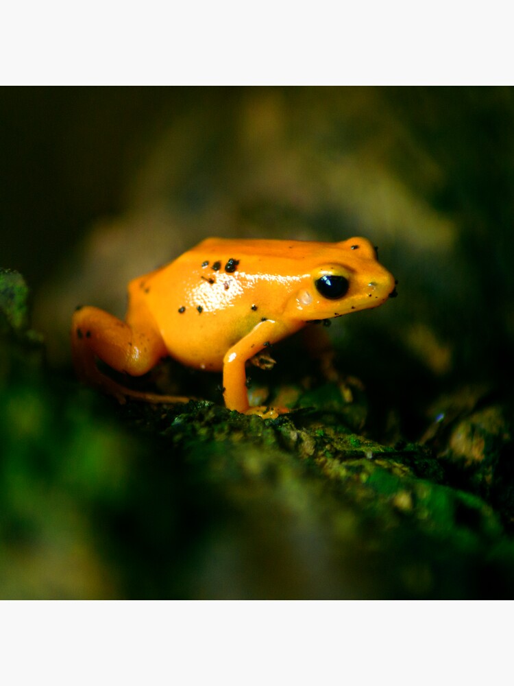 "little orange frog" Sticker for Sale by elven16 | Redbubble