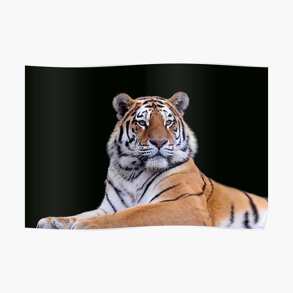 "A Fabulous Siberian Tiger" Poster for Sale by 23rdjuly1960 | Redbubble