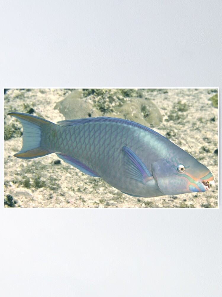 "Parrot Fish" Poster by Scubagirlamy | Redbubble