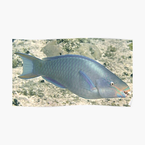"Parrot Fish" Poster by Scubagirlamy | Redbubble