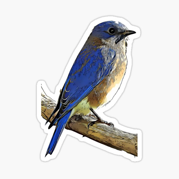 "Eastern Bluebird Male" Sticker for Sale by KxNation | Redbubble
