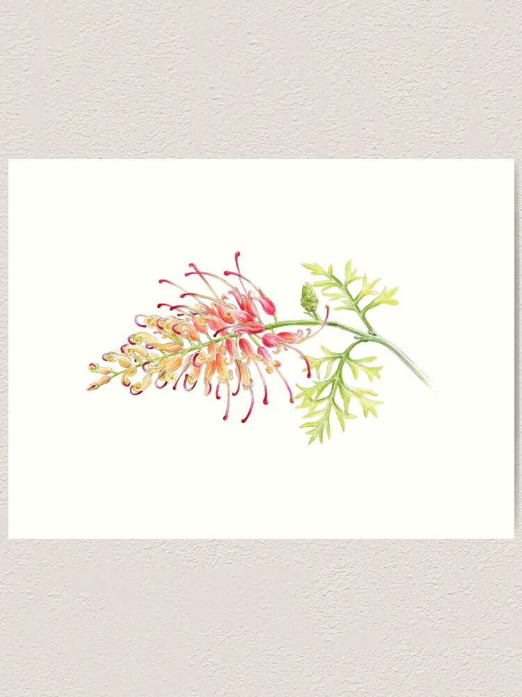 "Grevillea Loopy Lou watercolour hand painting" Art Print for Sale by ...