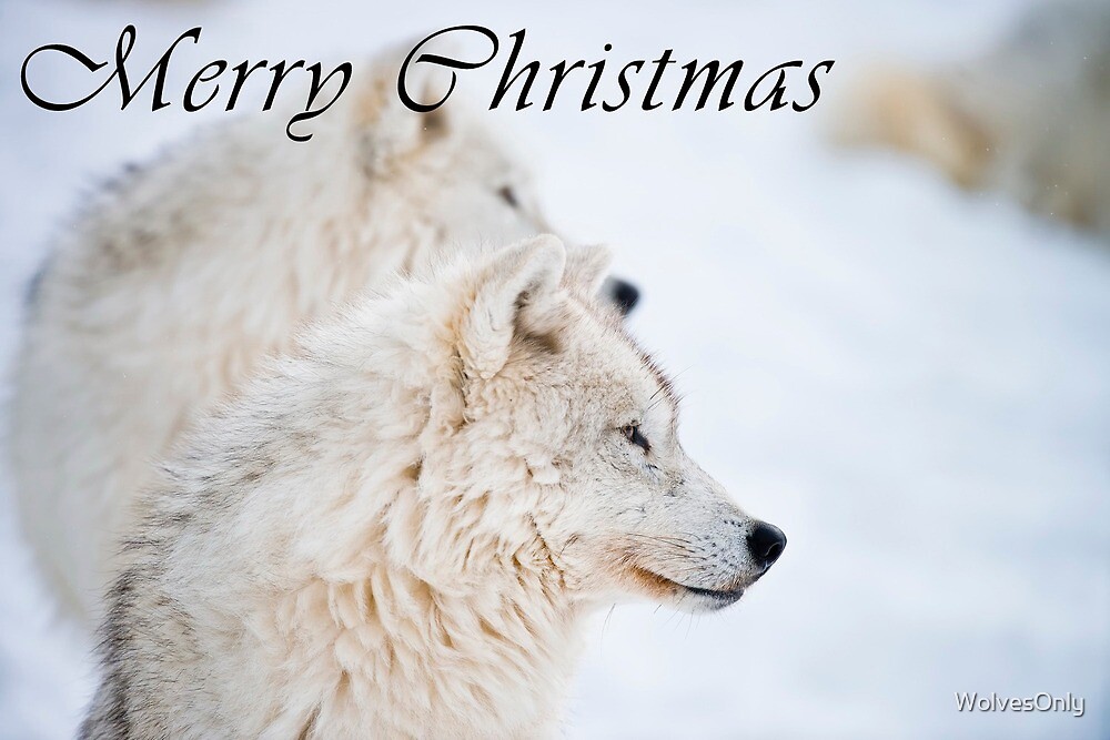 "Arctic Wolf Christmas Card - English - 11" by WolvesOnly | Redbubble