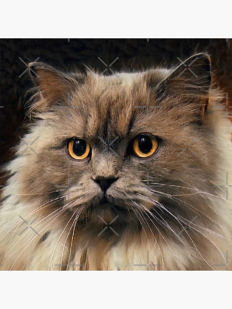 "Old Wise Cat" Poster by arthelsky | Redbubble