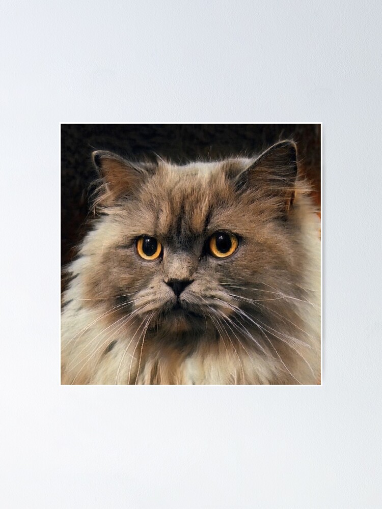 "Old Wise Cat" Poster by arthelsky | Redbubble