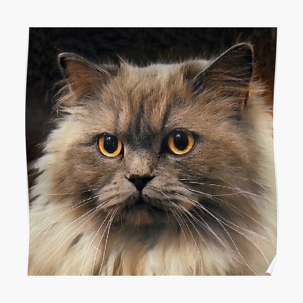 "Old Wise Cat" Poster by arthelsky | Redbubble