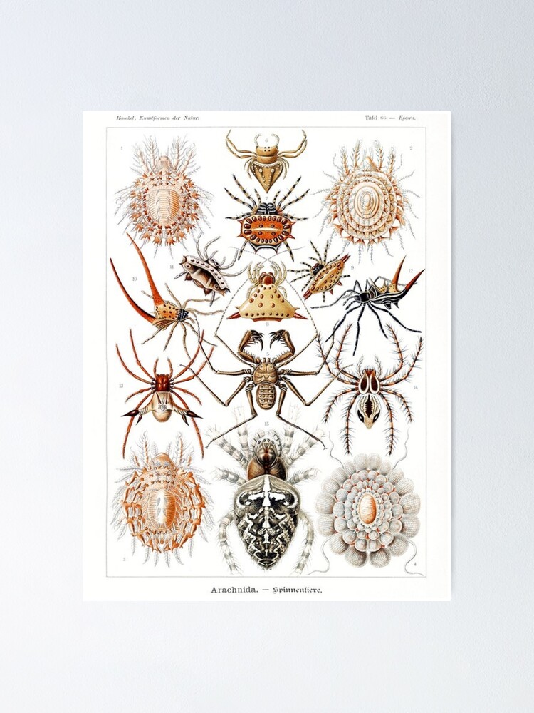 "Arachnida - Arachnids from Forms of Nature by Ernst Haeckler " Poster ...