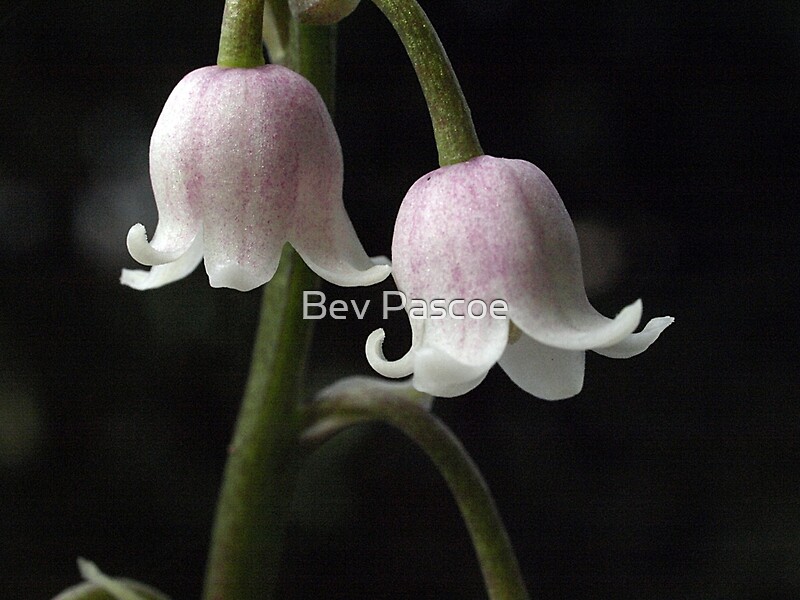 "Pink Lily of The Valley #2" by Bev Pascoe | Redbubble