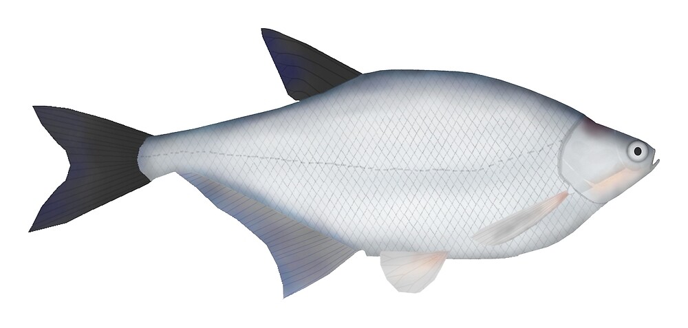 "Blue Bream (Zope)" by fishfolkart | Redbubble