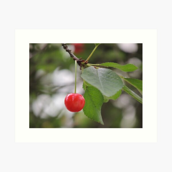 Kirsche Gifts & Merchandise for Sale | Redbubble