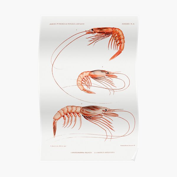 "Vintage Shrimp illustration" Poster for Sale by CubStar62 | Redbubble