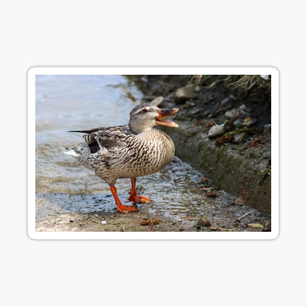 "Quack! " Sticker for Sale by GreyFeatherPhot | Redbubble