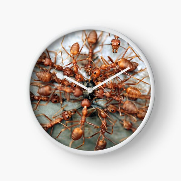 "Ants" Clock for Sale by JacJaq | Redbubble