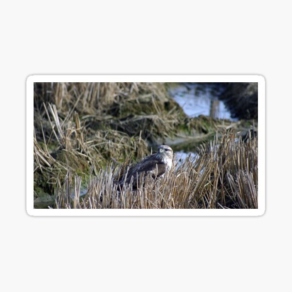 "Common Buzzard" Sticker for Sale by greenpunkart | Redbubble