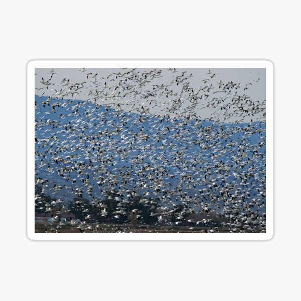 "Snow Geese, Snow Geese, Snow Geese...." Sticker by myoldcat | Redbubble
