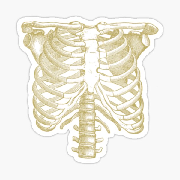"Rib Cage" Sticker by KristinaGale | Redbubble