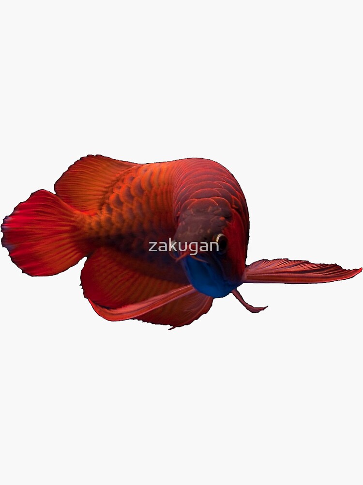 "Red Arowana" Sticker for Sale by zakugan | Redbubble