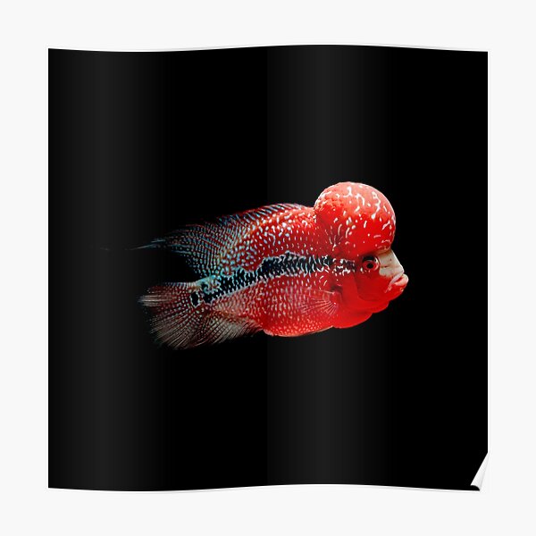 "Luohan Flower horn Fish" Poster for Sale by zakugan | Redbubble