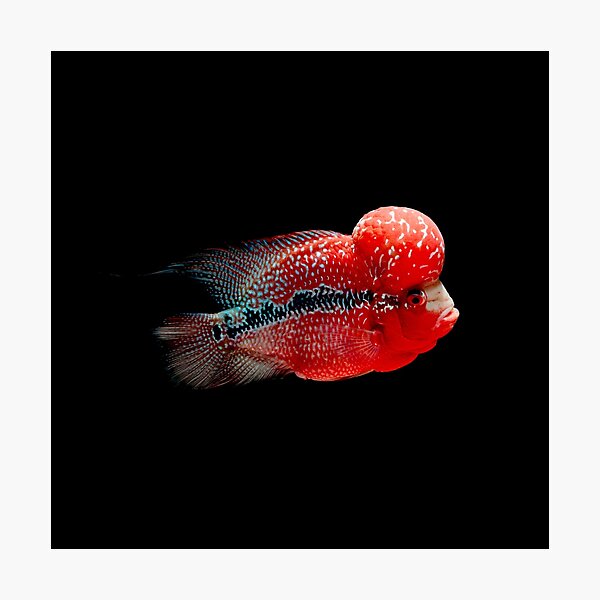 "Luohan Flower horn Fish" Photographic Print by zakugan | Redbubble