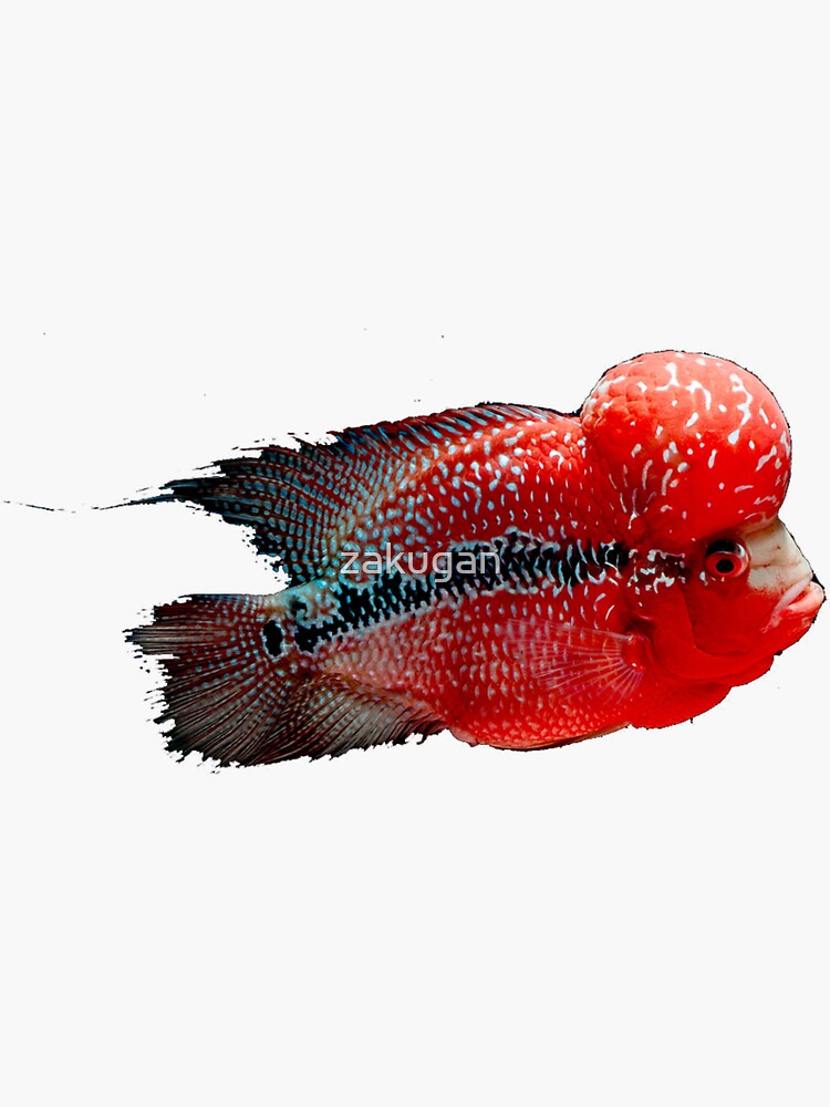 "Luohan Flower horn Fish" Sticker for Sale by zakugan | Redbubble