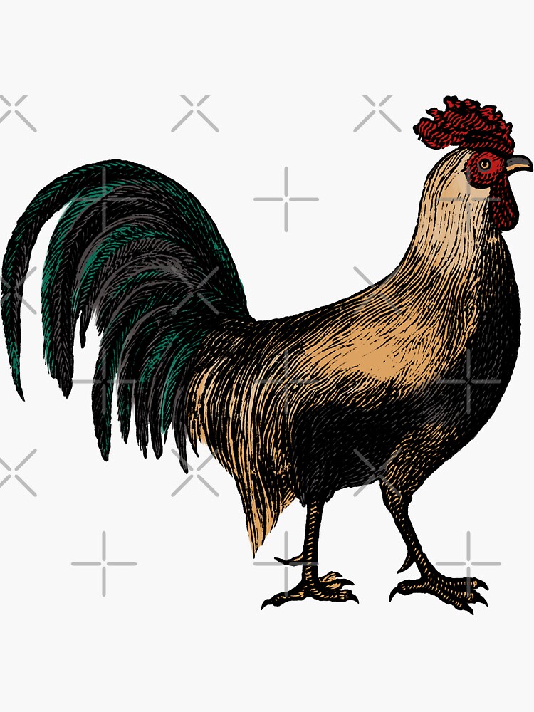 "Cocky Rooster" Sticker for Sale by Kraken-Jack | Redbubble