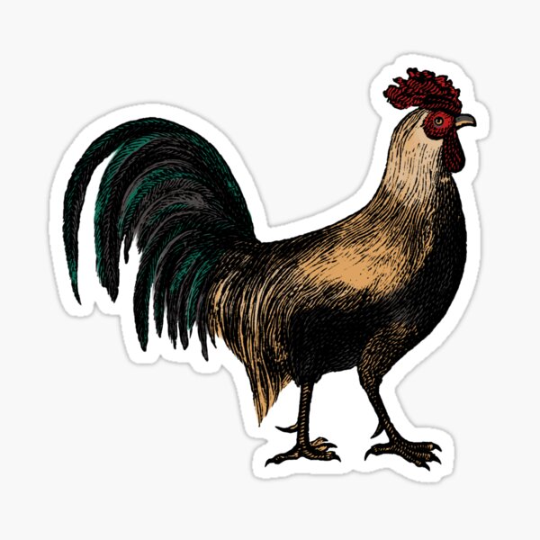 "Cocky Rooster" Sticker for Sale by Kraken-Jack | Redbubble