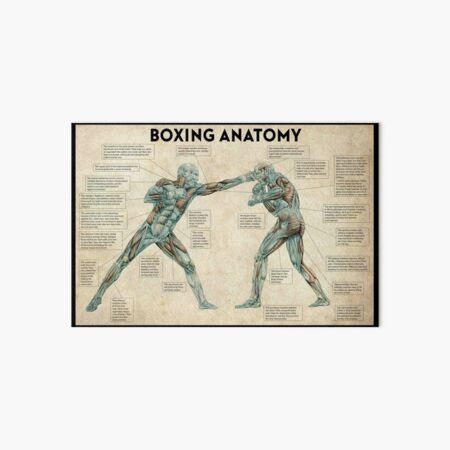 "Boxing Anatomy - Anatomy Of a Boxer - Martial Art Boxing Anatomy ...