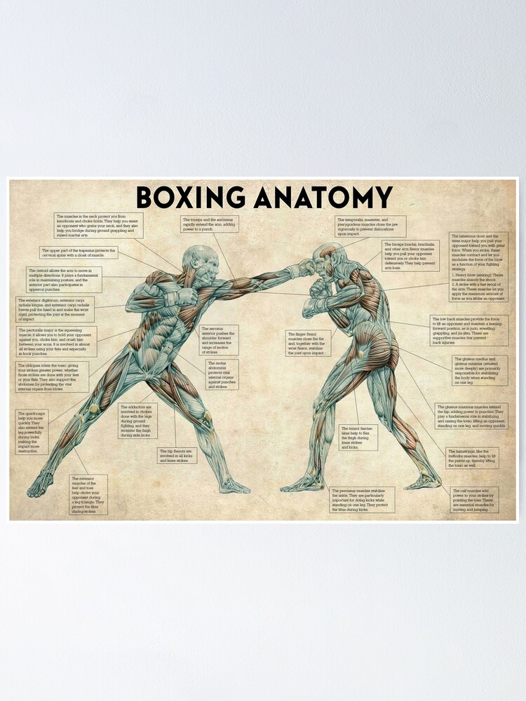 "Boxing Anatomy - Anatomy Of a Boxer - Martial Art Boxing Anatomy ...