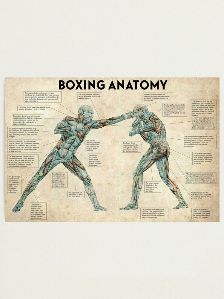 "Boxing Anatomy - Anatomy Of a Boxer - Martial Art Boxing Anatomy ...
