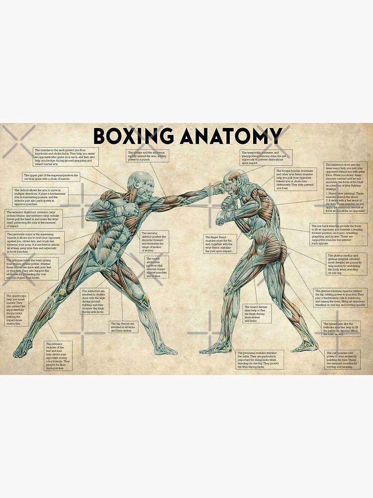 "Boxing Anatomy - Anatomy Of a Boxer - Martial Art Boxing Anatomy ...