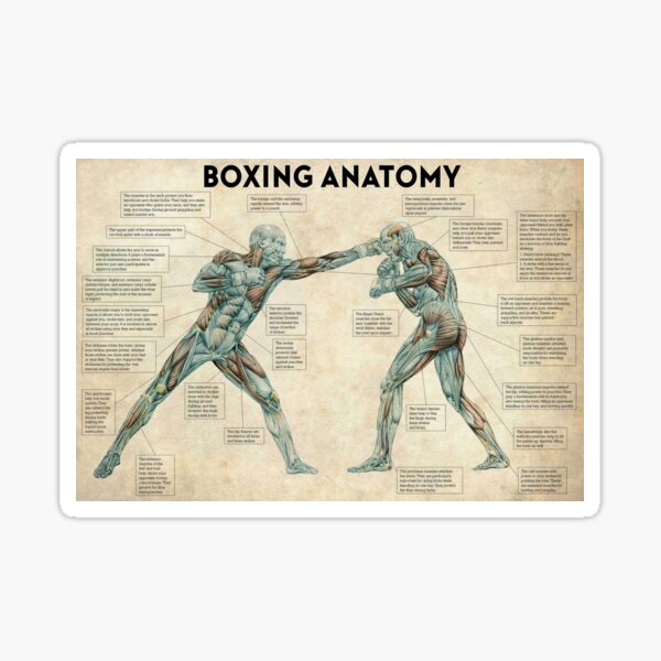 "Boxing Anatomy - Anatomy Of a Boxer - Martial Art Boxing Anatomy ...